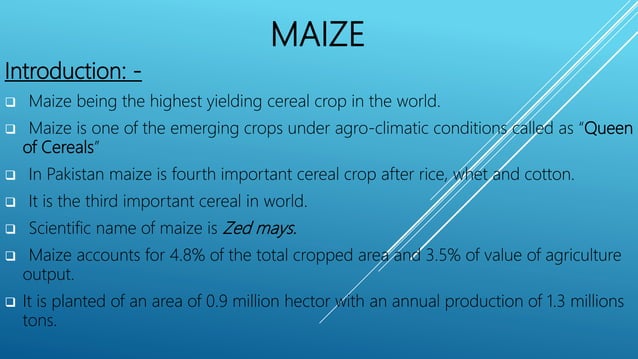 Introduction Of Maize | PPTX