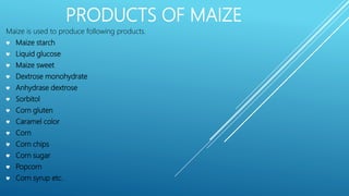 Introduction Of Maize | PPTX