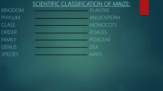 Introduction Of Maize | PPTX