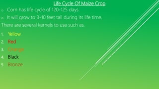 Introduction Of Maize | PPTX