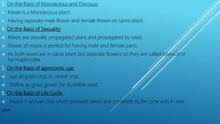 Introduction Of Maize | PPTX