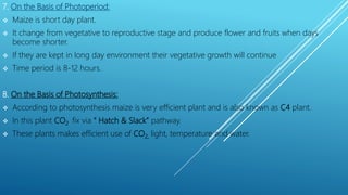 Introduction Of Maize | PPTX