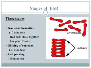 Rashida Ansari ESR.pdf