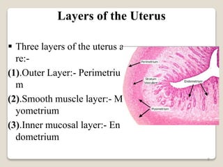 female reproductive system | PPTX
