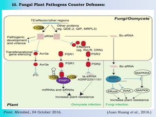 microRNA in Plant Defence and Pathogen Counter-defence | PPTX