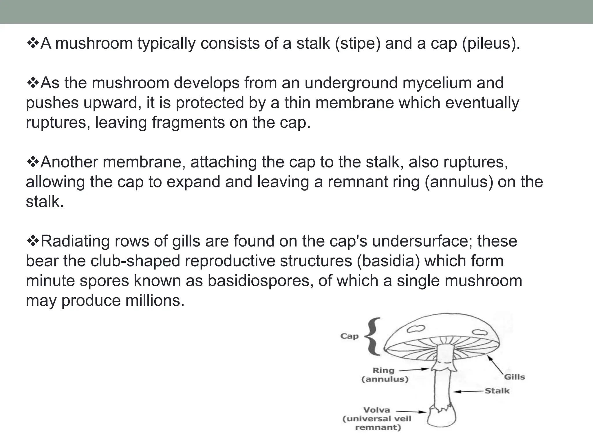 rashi mushroom.ppt ...