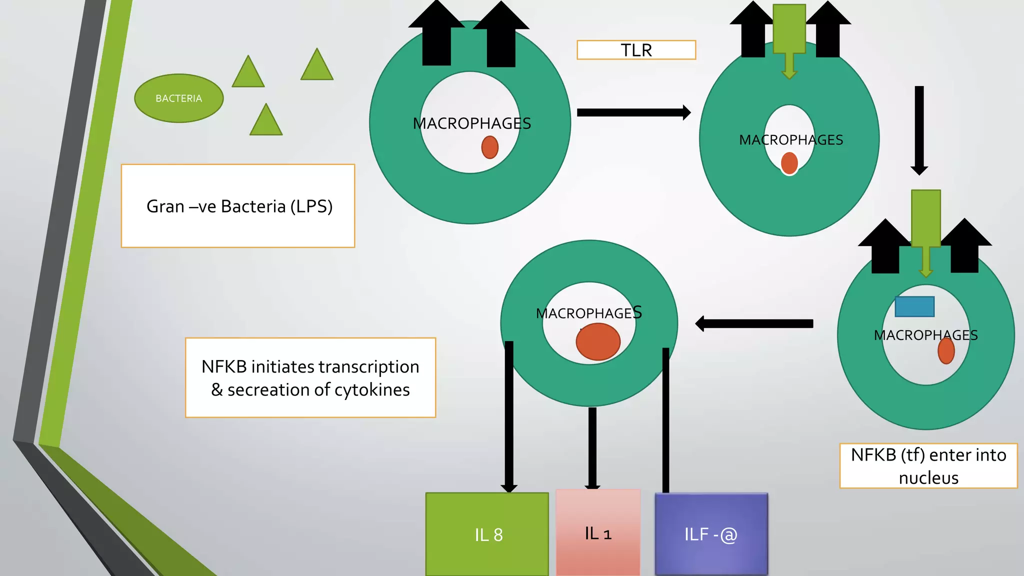 Resistance mechanism In Plants - R GENE | PPTX