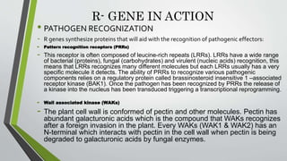 Resistance mechanism In Plants - R GENE | PPTX