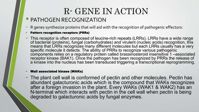 Resistance mechanism In Plants - R GENE | PPTX | Gardening | Home & Garden
