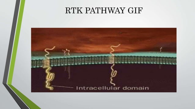 Resistance mechanism In Plants - R GENE | PPTX | Gardening | Home & Garden