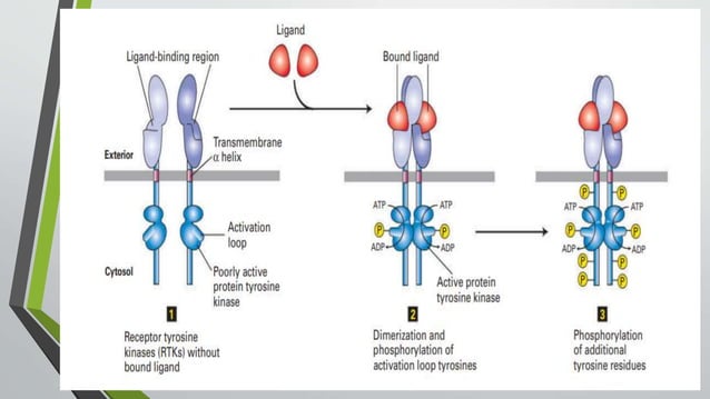 Resistance mechanism In Plants - R GENE | PPTX | Gardening | Home & Garden