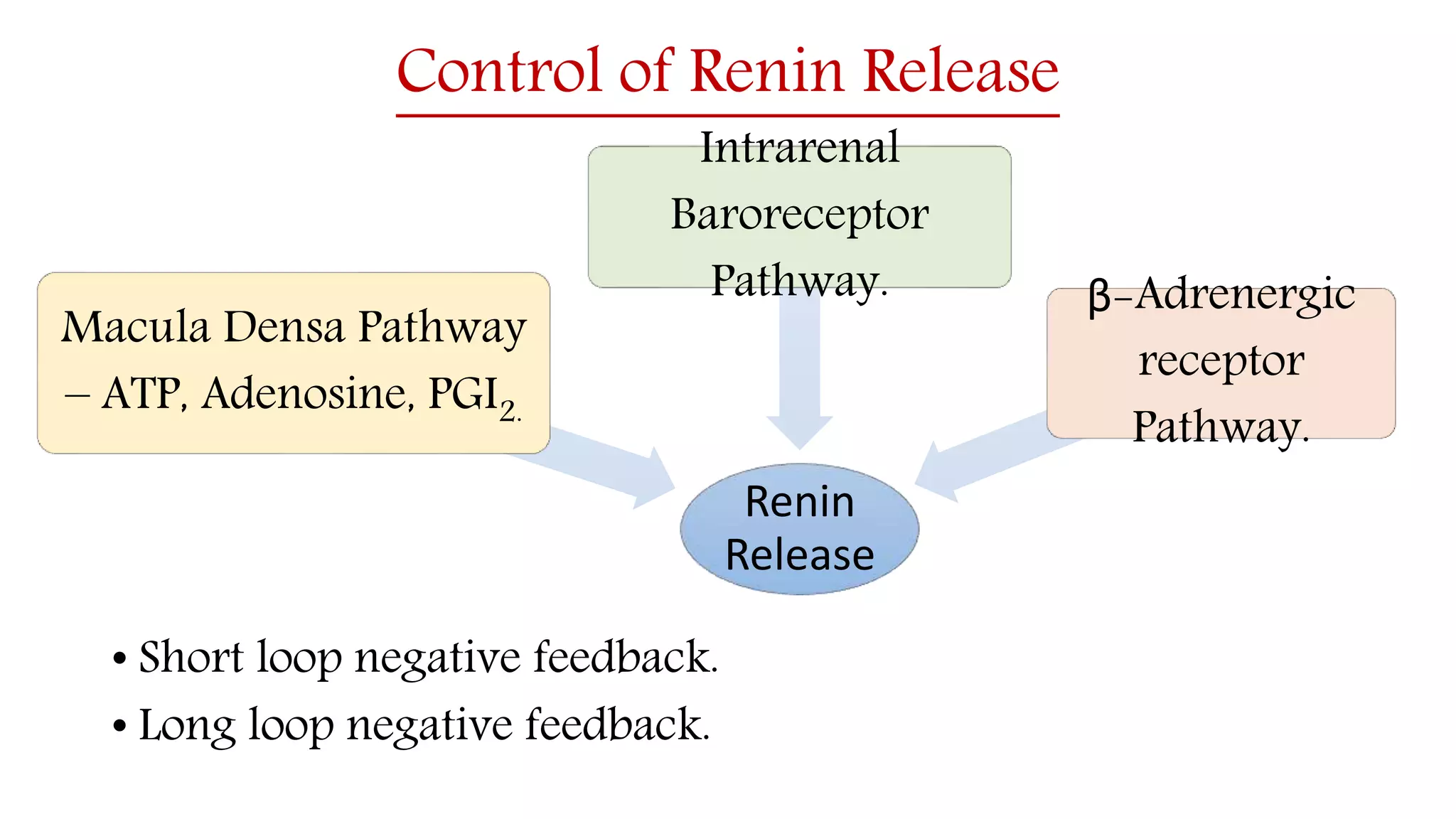 Renin Angiotensin Aldosterone System and its applications | PPTX