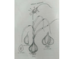 Rasna, Rasona, Rohitaka, Sahachara | PPTX