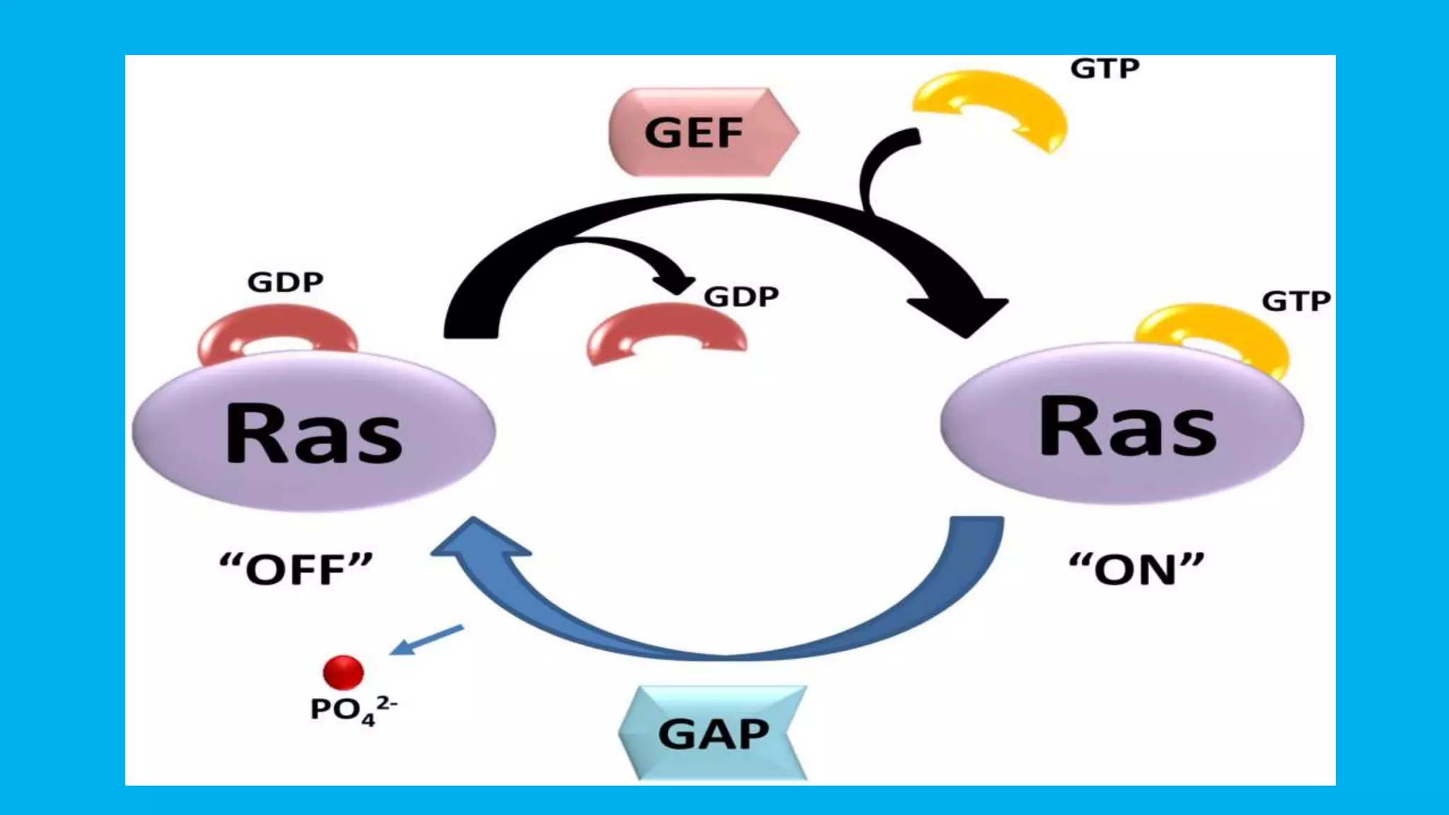 MAPK -Ras pathway | PPTX