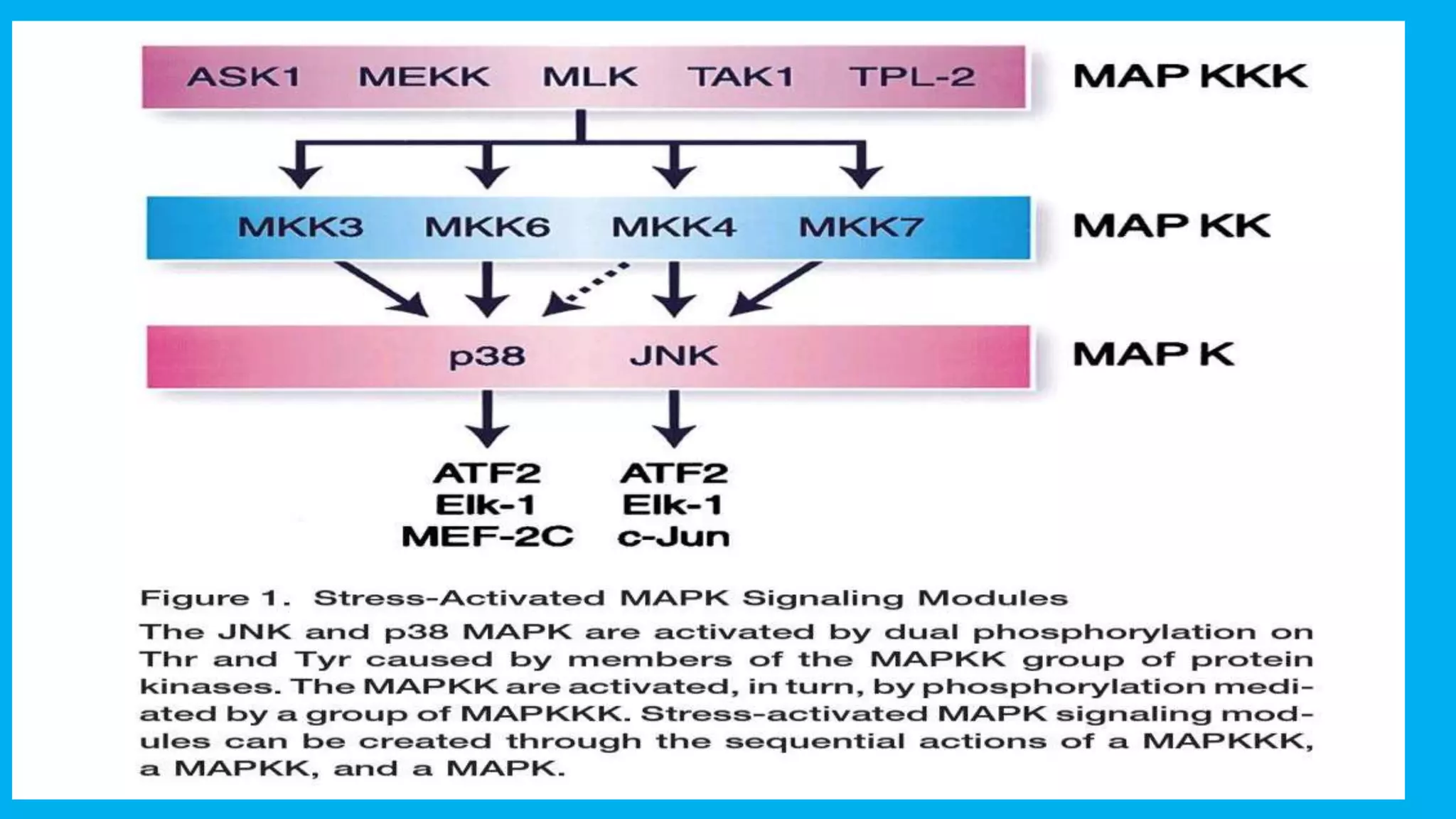 MAPK -Ras pathway | PPTX