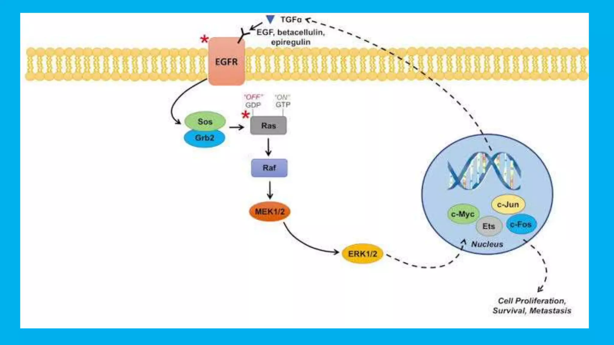 MAPK -Ras pathway | PPTX