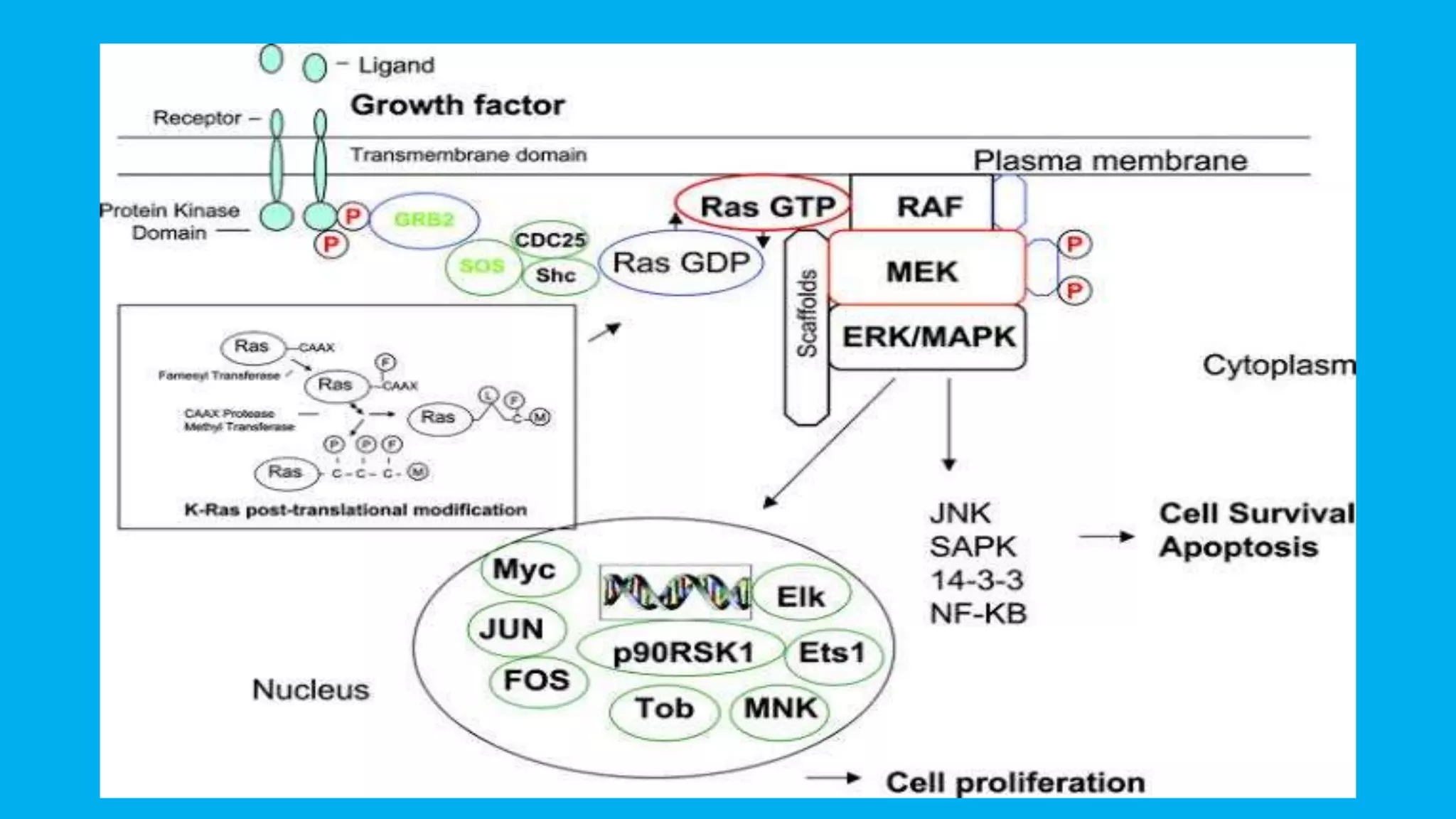 MAPK -Ras pathway | PPTX
