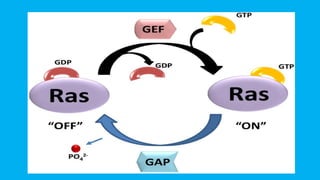 MAPK -Ras pathway | PPTX
