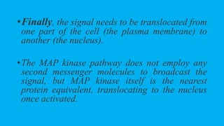 MAPK -Ras pathway | PPTX