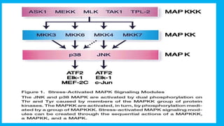 MAPK -Ras pathway | PPTX