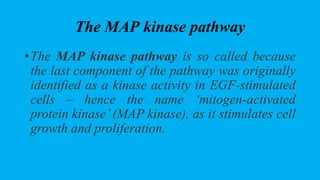 MAPK -Ras pathway | PPTX