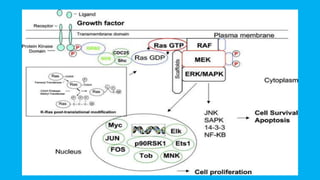 MAPK -Ras pathway | PPTX