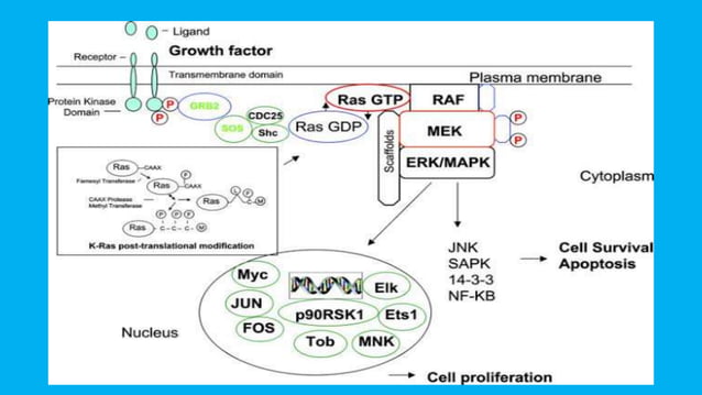 MAPK -Ras pathway | PPTX | Endocrine and Metabolic Diseases | Diseases ...