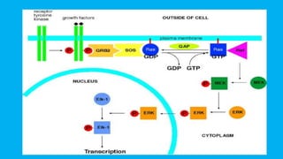 MAPK -Ras pathway | PPTX