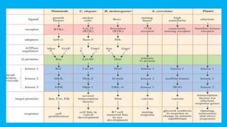 MAPK -Ras pathway | PPTX