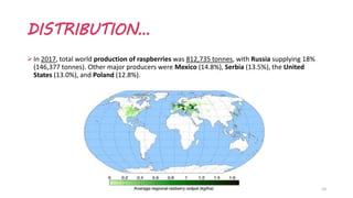 Raspberry - medicinal plant PowerPoint | PPT