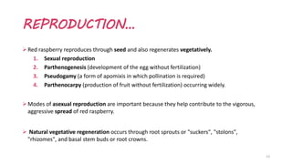 Raspberry - medicinal plant PowerPoint | PPT