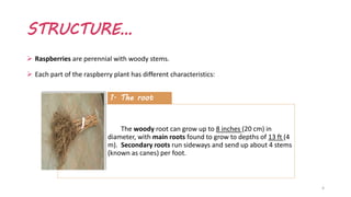 Raspberry - medicinal plant PowerPoint | PPT