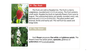 Raspberry - medicinal plant PowerPoint | PPT