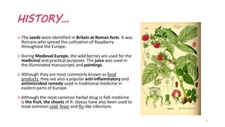 Raspberry - medicinal plant PowerPoint | PPT