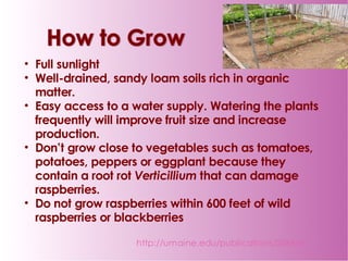 Raspberry final ppt | PDF