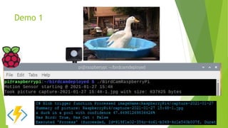 Birdwatching using a Raspberry pi, Azure IoT Hub and Cognitive services ...