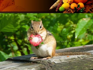 Rasprostiranje plodova i semena | PPT