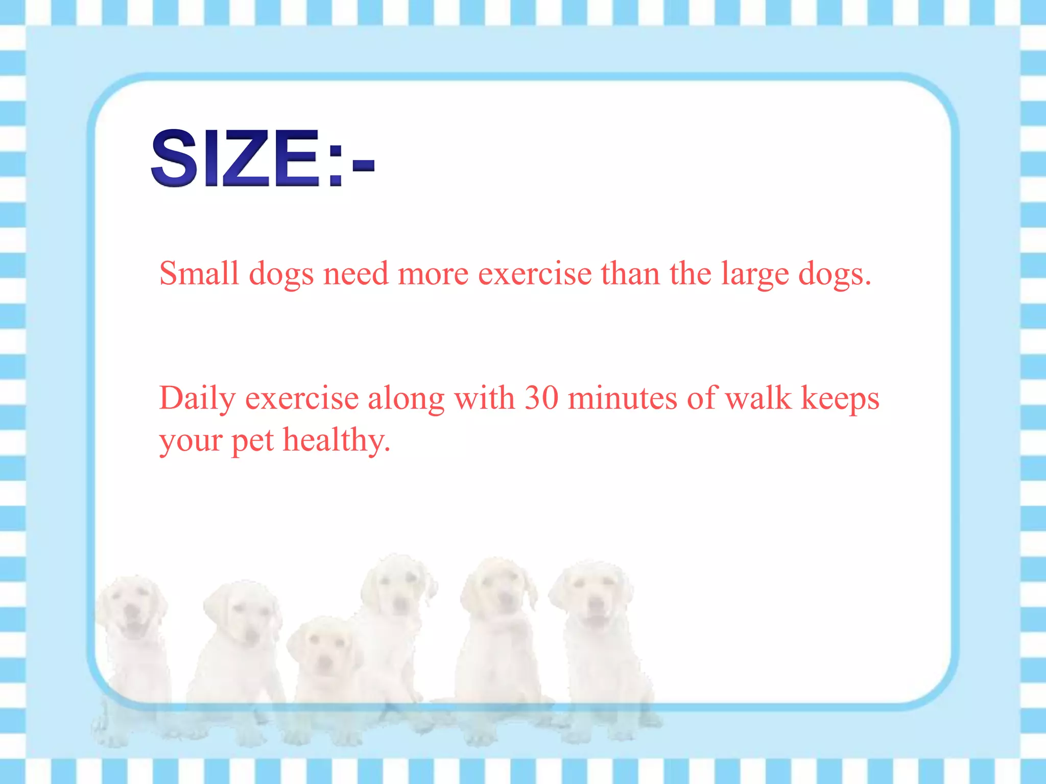 Right Ways To Take Care Of A Dog | PPTX