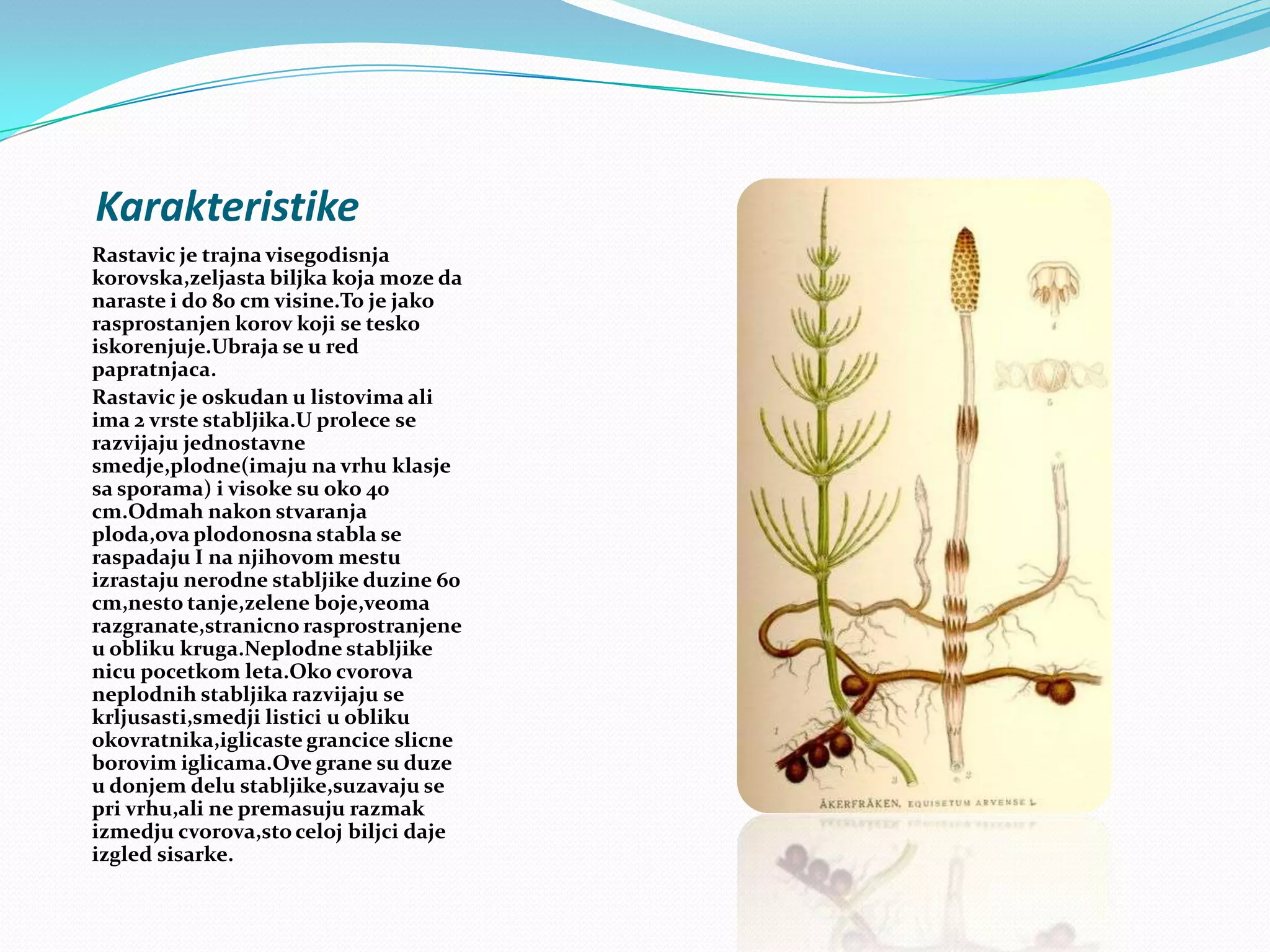 Rastavici | PPT