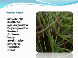 Rastavici | PPTX