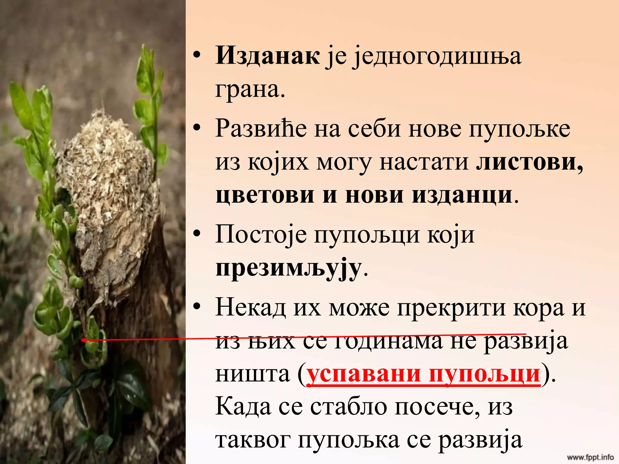 Rast i pokreti biljaka.ppt