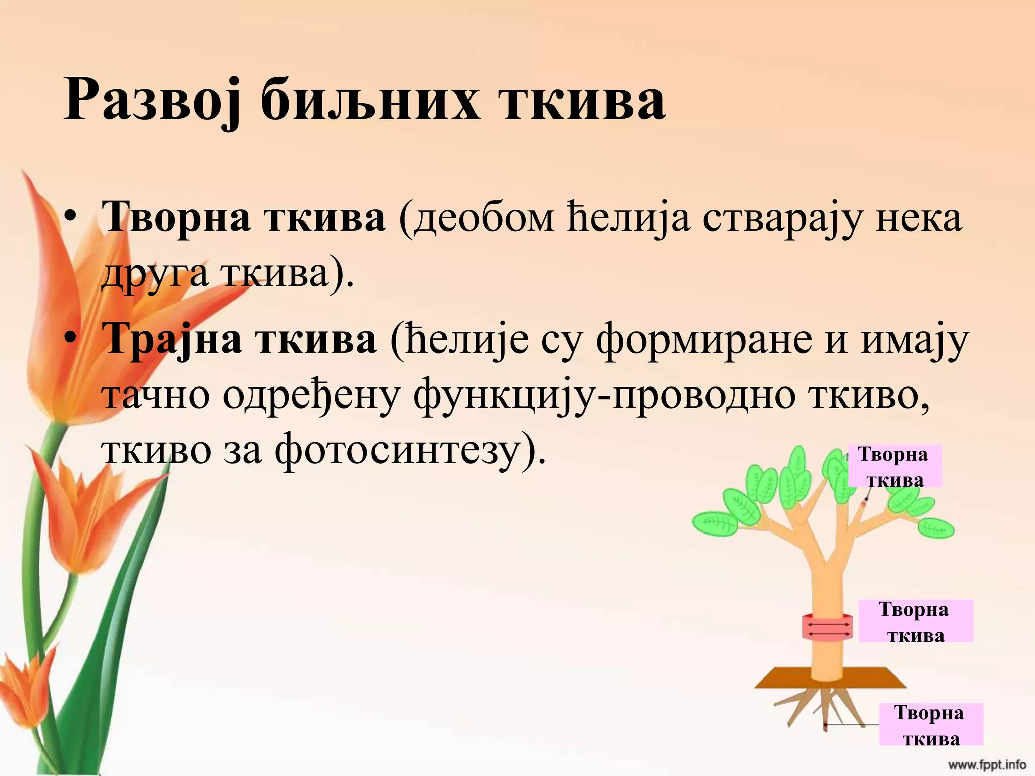 Rast i pokreti biljaka.ppt