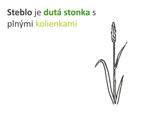 Rastliny - Koreň a stonka | PPT