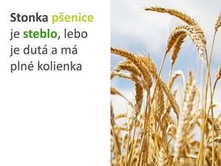 Rastliny - Koreň a stonka | PPT