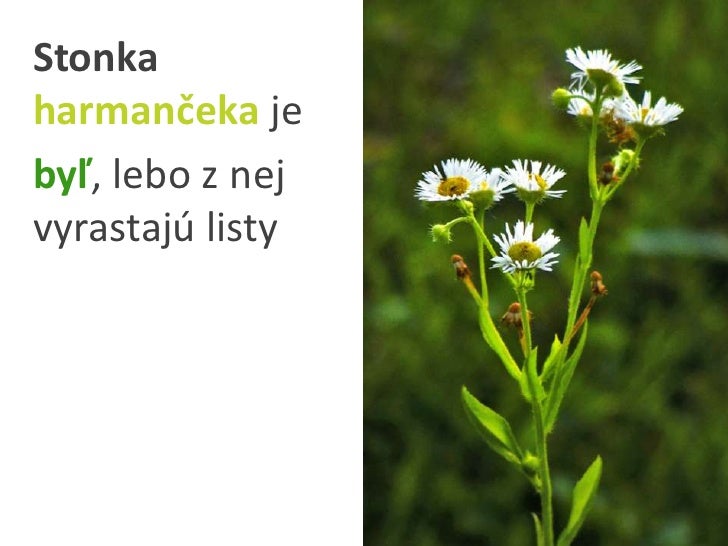 Rastliny - Koreň a stonka