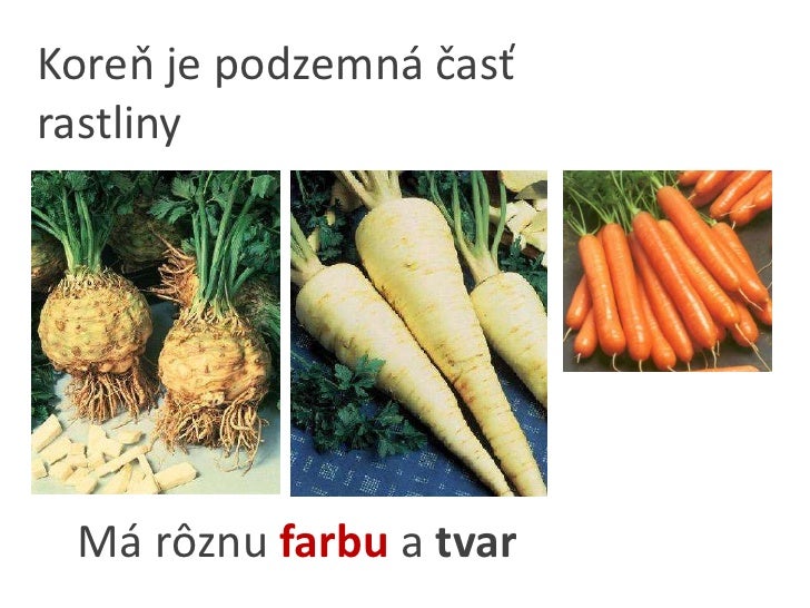 Rastliny - Koreň a stonka