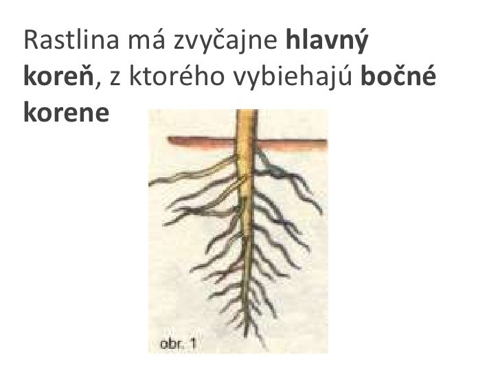 Rastliny - Koreň a stonka