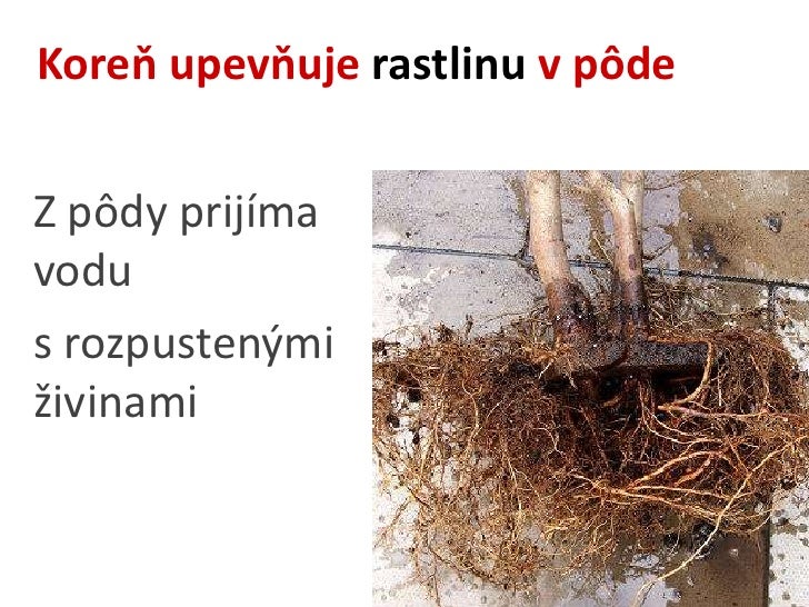 Rastliny - Koreň a stonka
