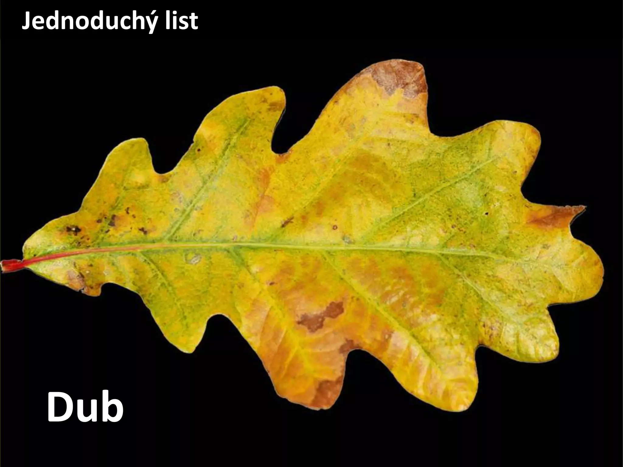 Rastliny - Listy | PPT