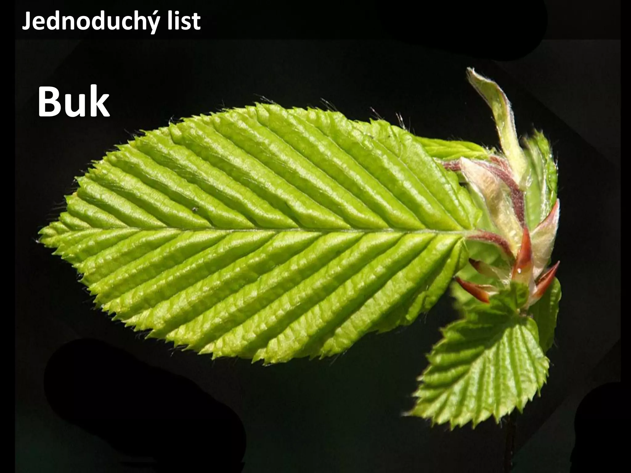 Rastliny - Listy | PPT